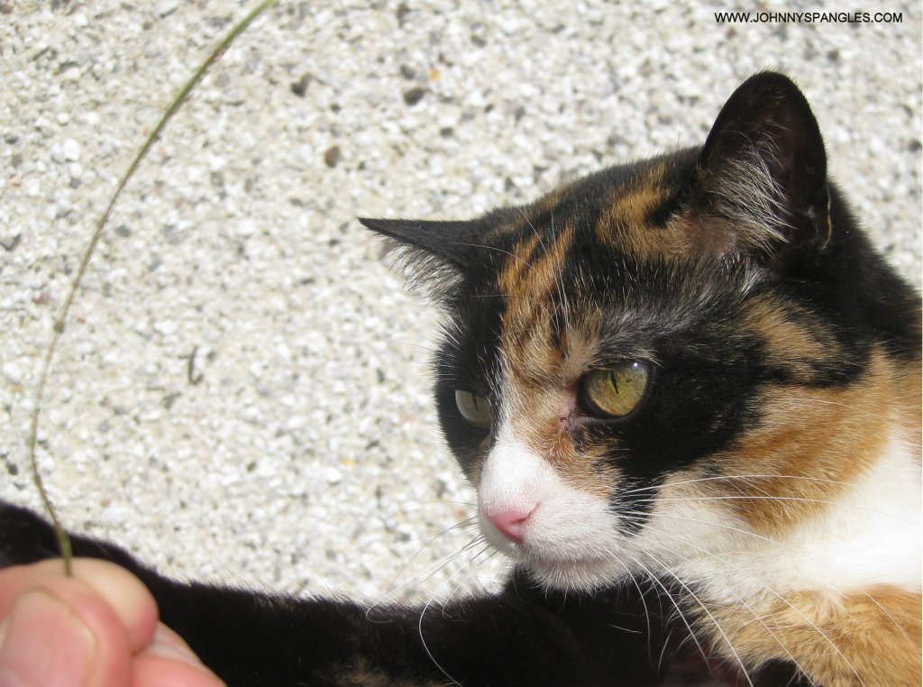 Sutton Travel Guide – Cat Glares at Stuck Nose-Grass After World Record ...